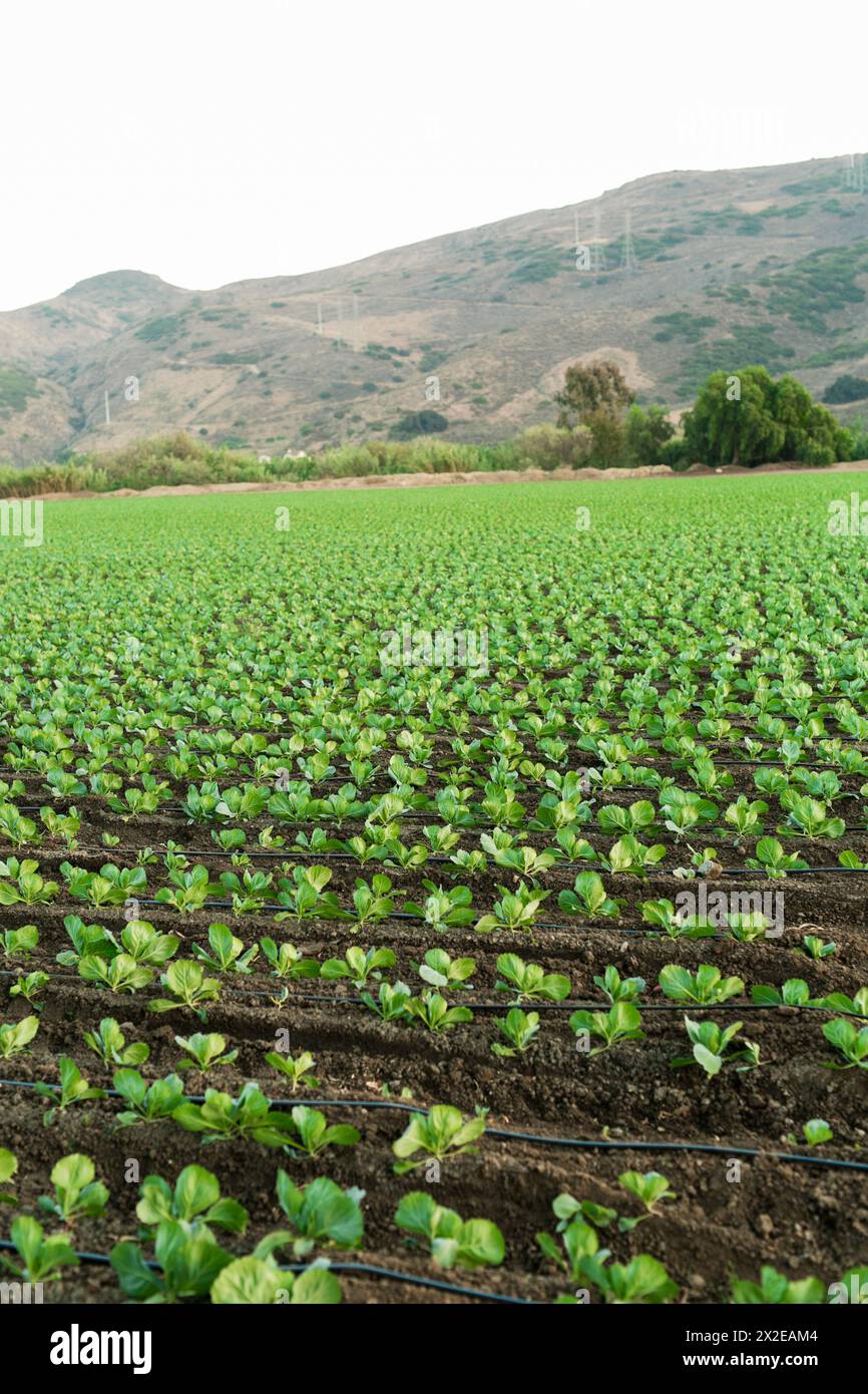 Verdant crop rows under a mountainous backdrop Stock Photo - Alamy