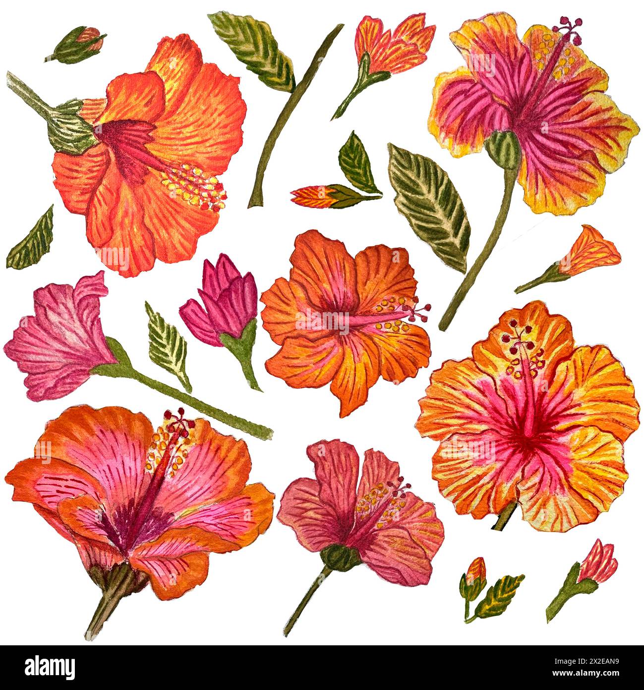 Collection of flowers Hibiscus Stock Photo - Alamy