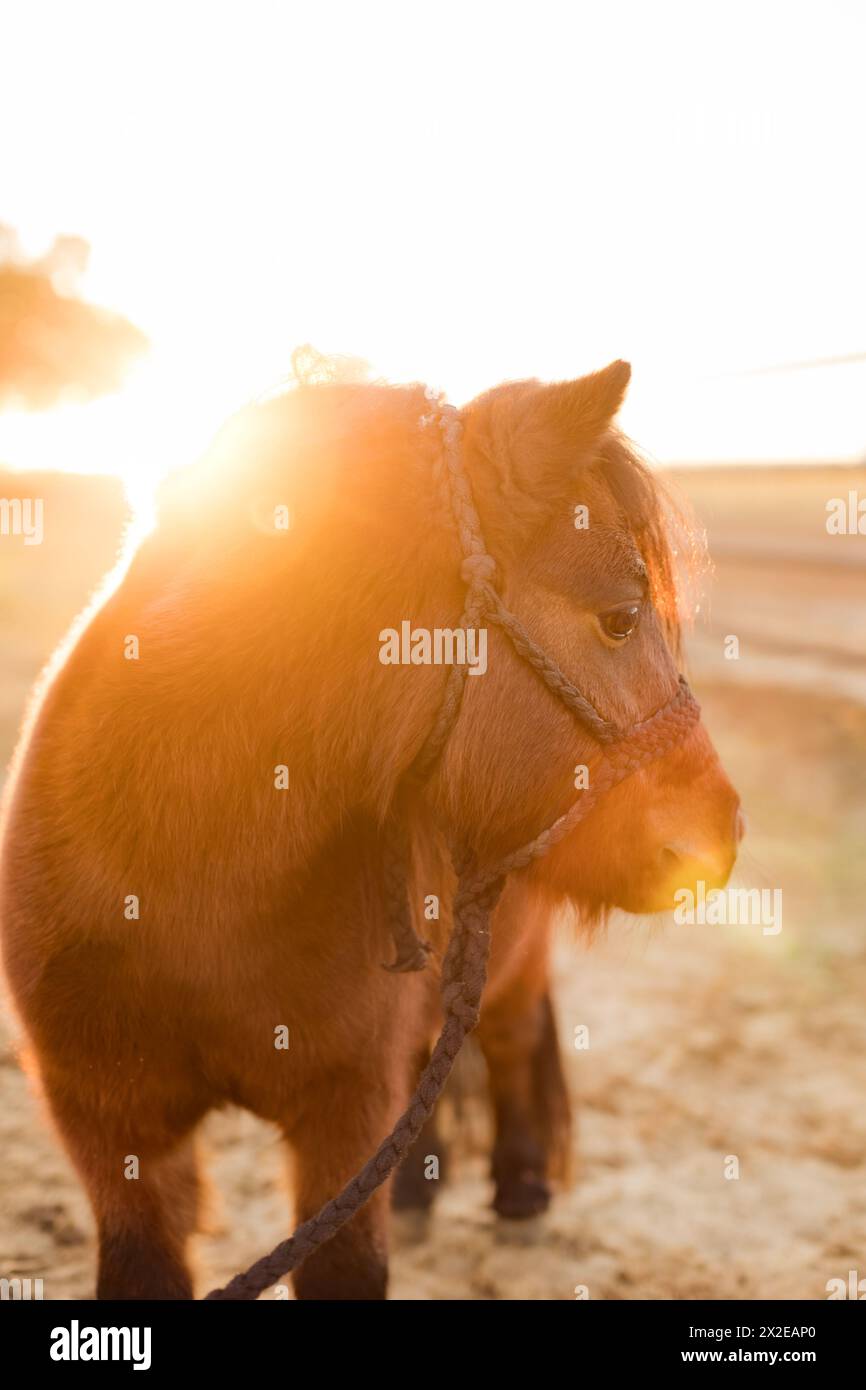 Cute Little Pony at Sunset Stock Photo - Alamy