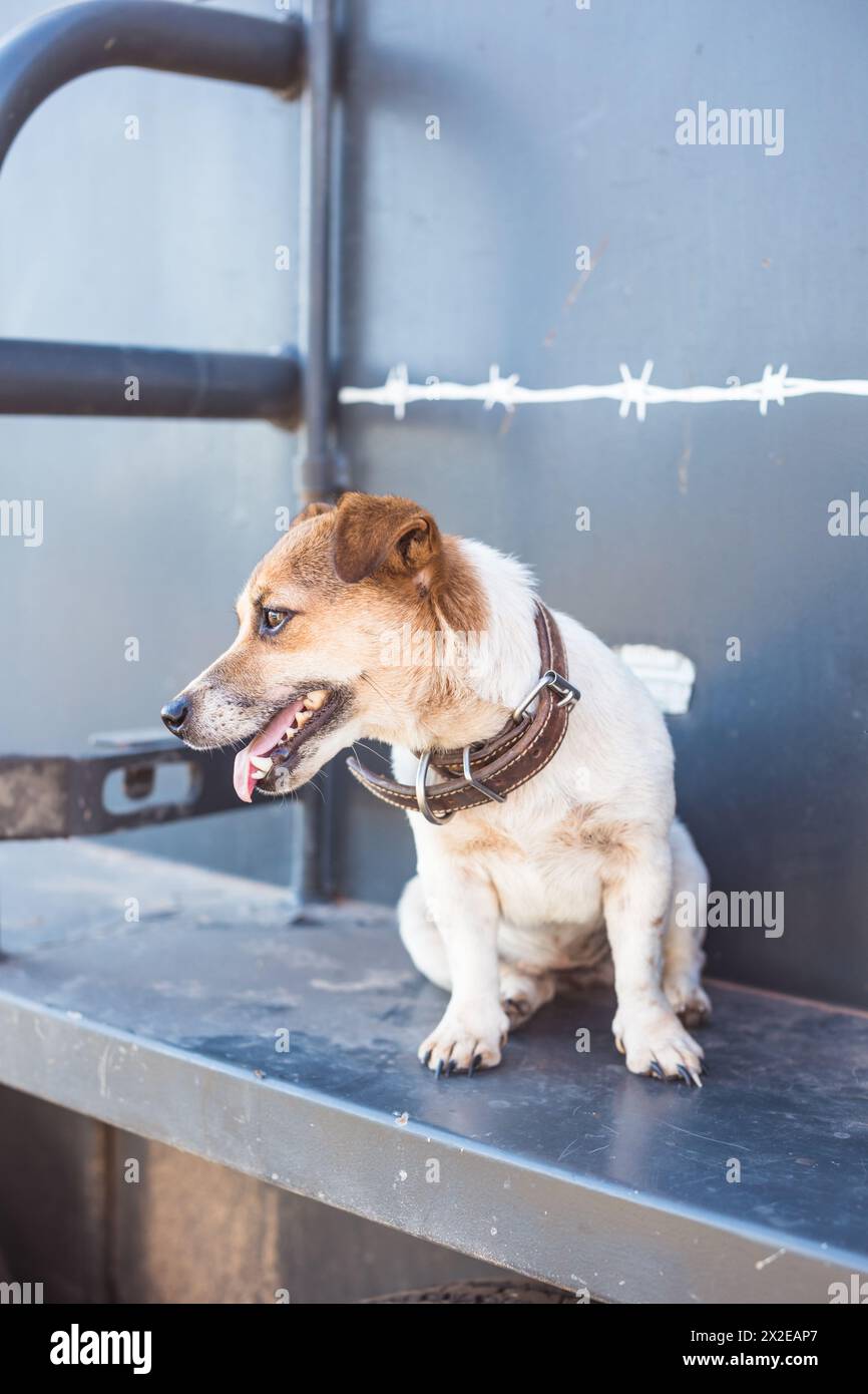 Cute little sitting dog hi-res stock photography and images - Alamy