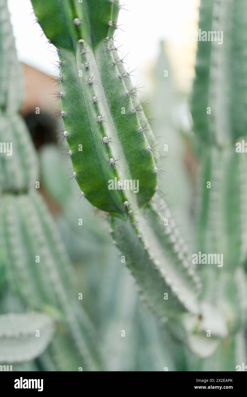 Green spiky cactus plant hi-res stock photography and images - Alamy