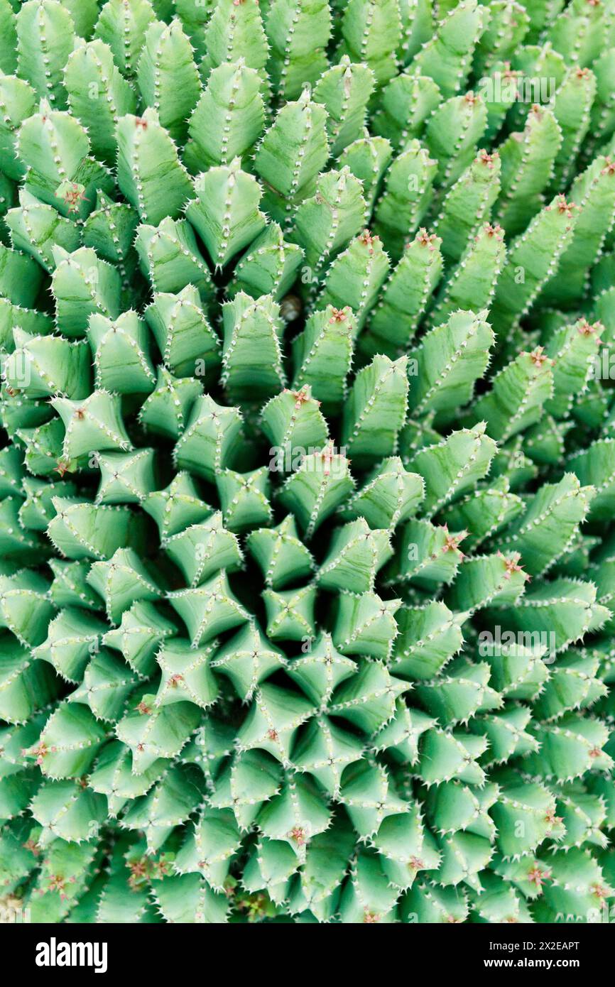 Cluster of serrated hi-res stock photography and images - Alamy