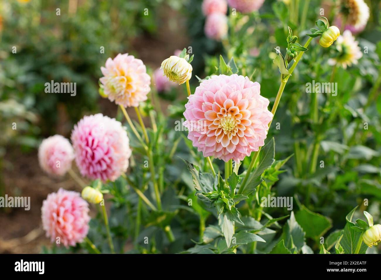 Light pink and yellow dahlias on a flower farm Stock Photo - Alamy