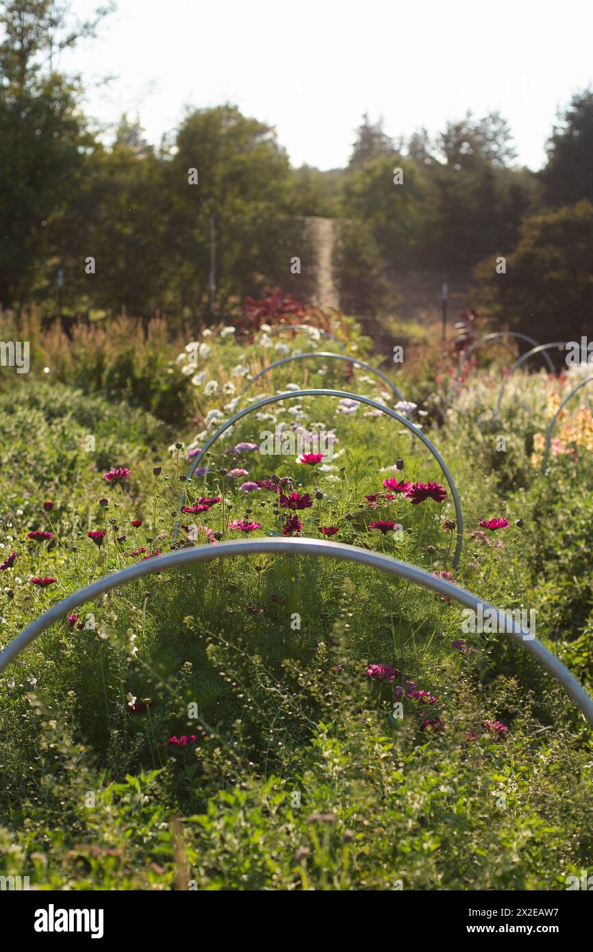 Flower rows on a farm Stock Photo - Alamy