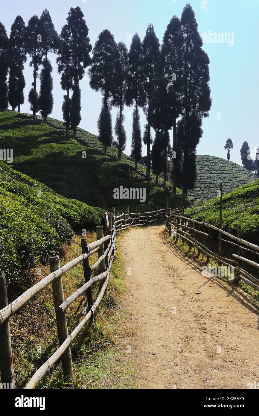beautiful lush green tea garden of darjeeling, famous gopaldhara tea ...