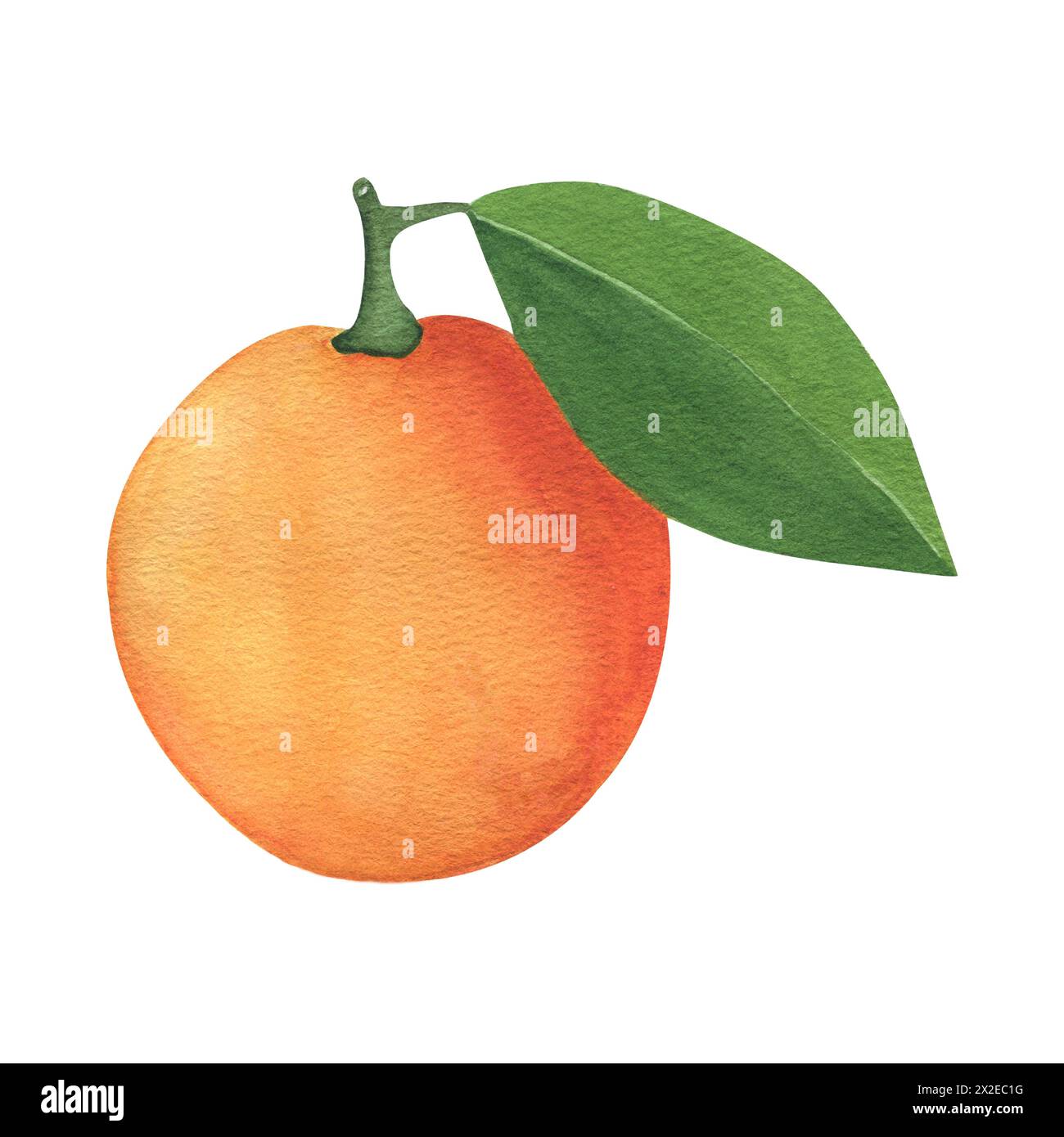 Watercolor tangerine with leaf. For invitations, gift cards, wedding ...