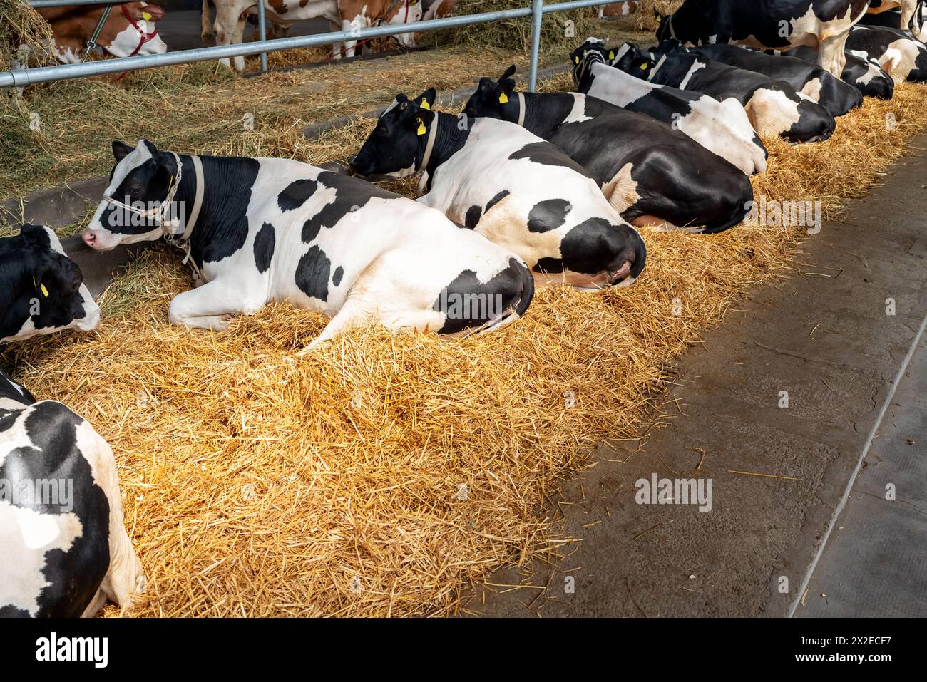 Black-white cows lying on the straw resting in a paddock at a local ...