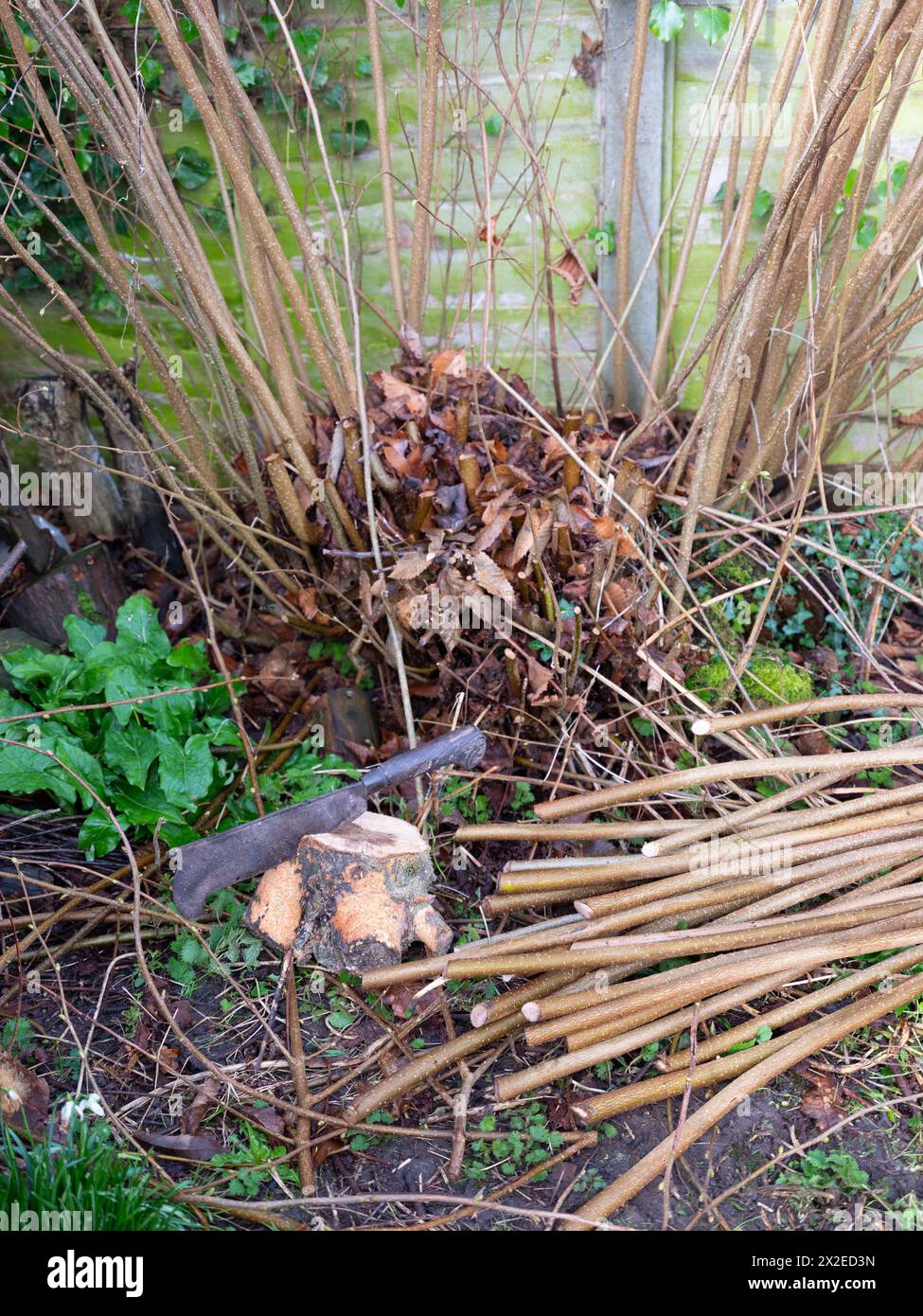 Coppicing hi-res stock photography and images - Alamy