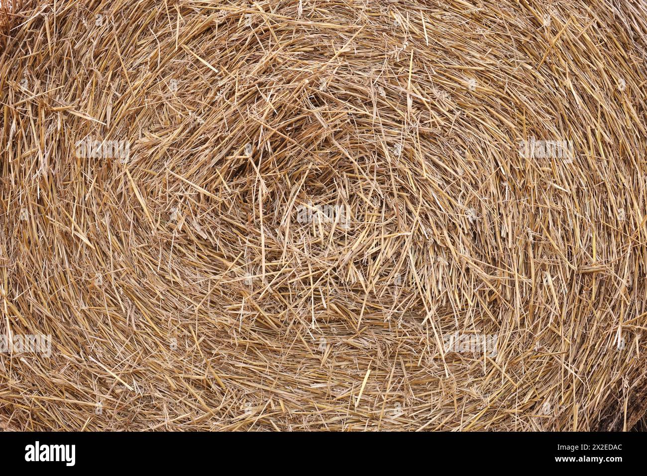 Hay bale roll as background, closeup view Stock Photo - Alamy