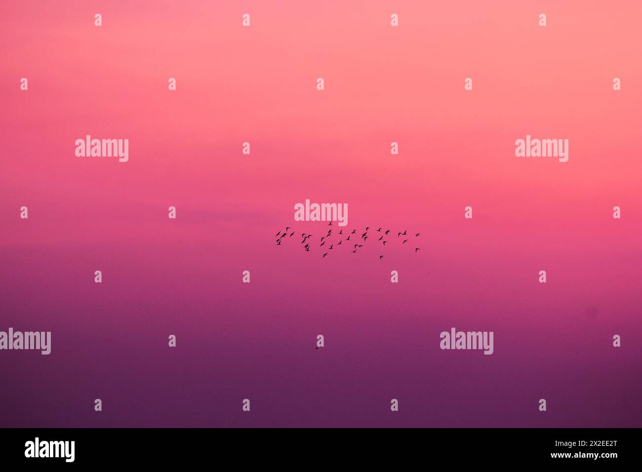 Birds in a flying formation during sunset Stock Photo - Alamy