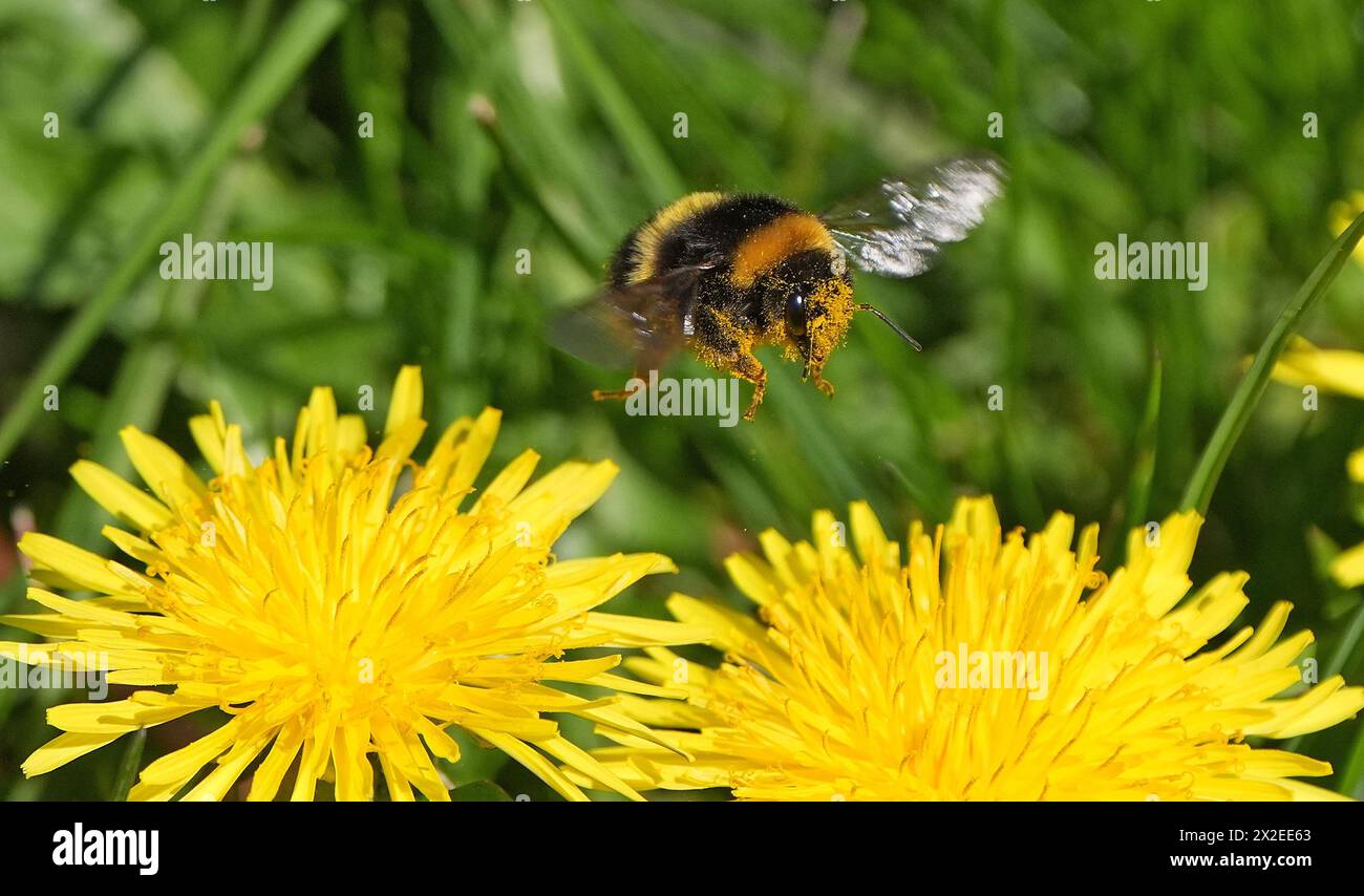 Bumblebees covered in pollen as they germinate dandelions in the hot ...