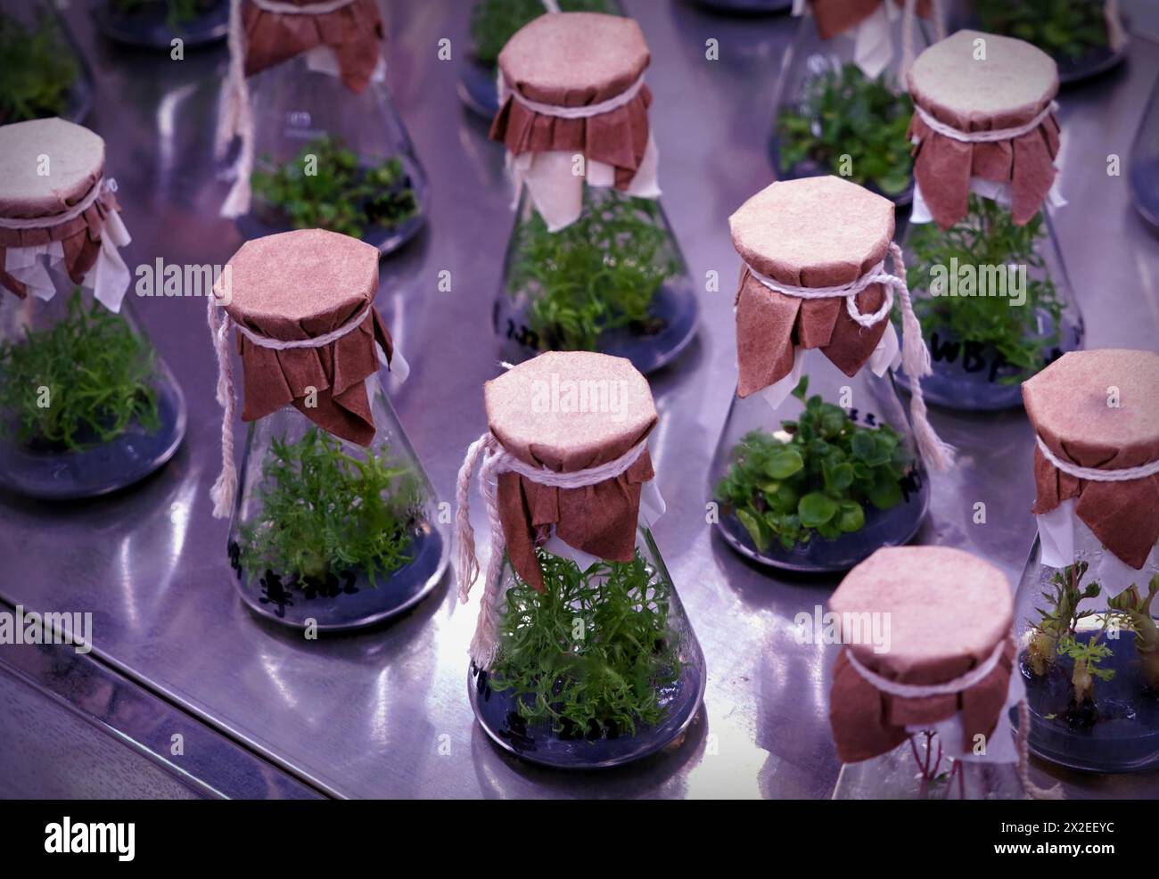 Tissue culture laboratory hi-res stock photography and images - Alamy