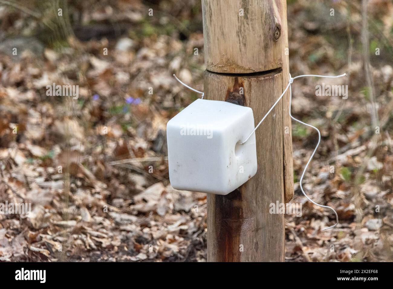 A cube of salt for animals in the forest, March day Stock Photo - Alamy