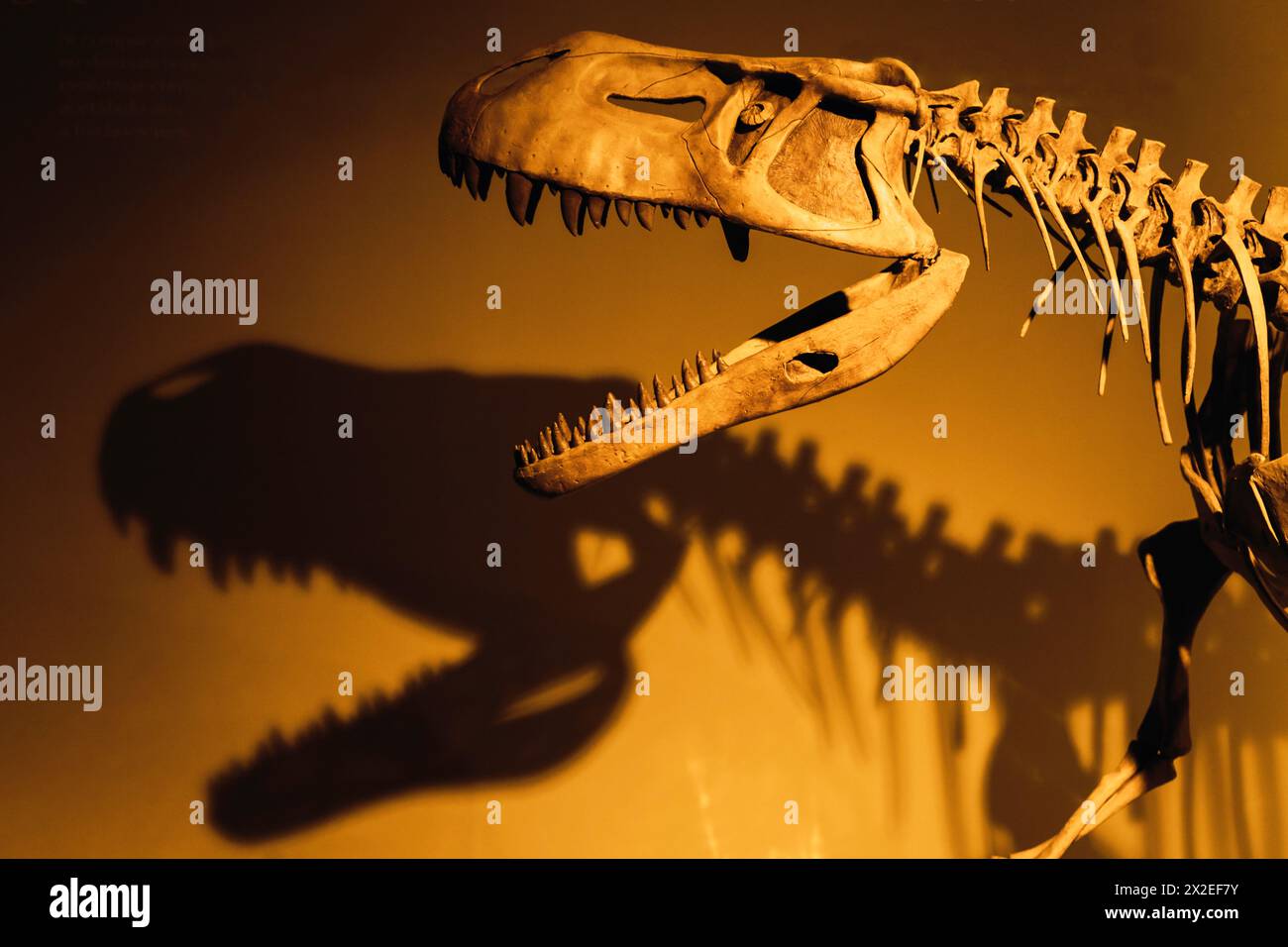 Dinosaur skeleton with its shadow cast on the wall. Conceptual of ...