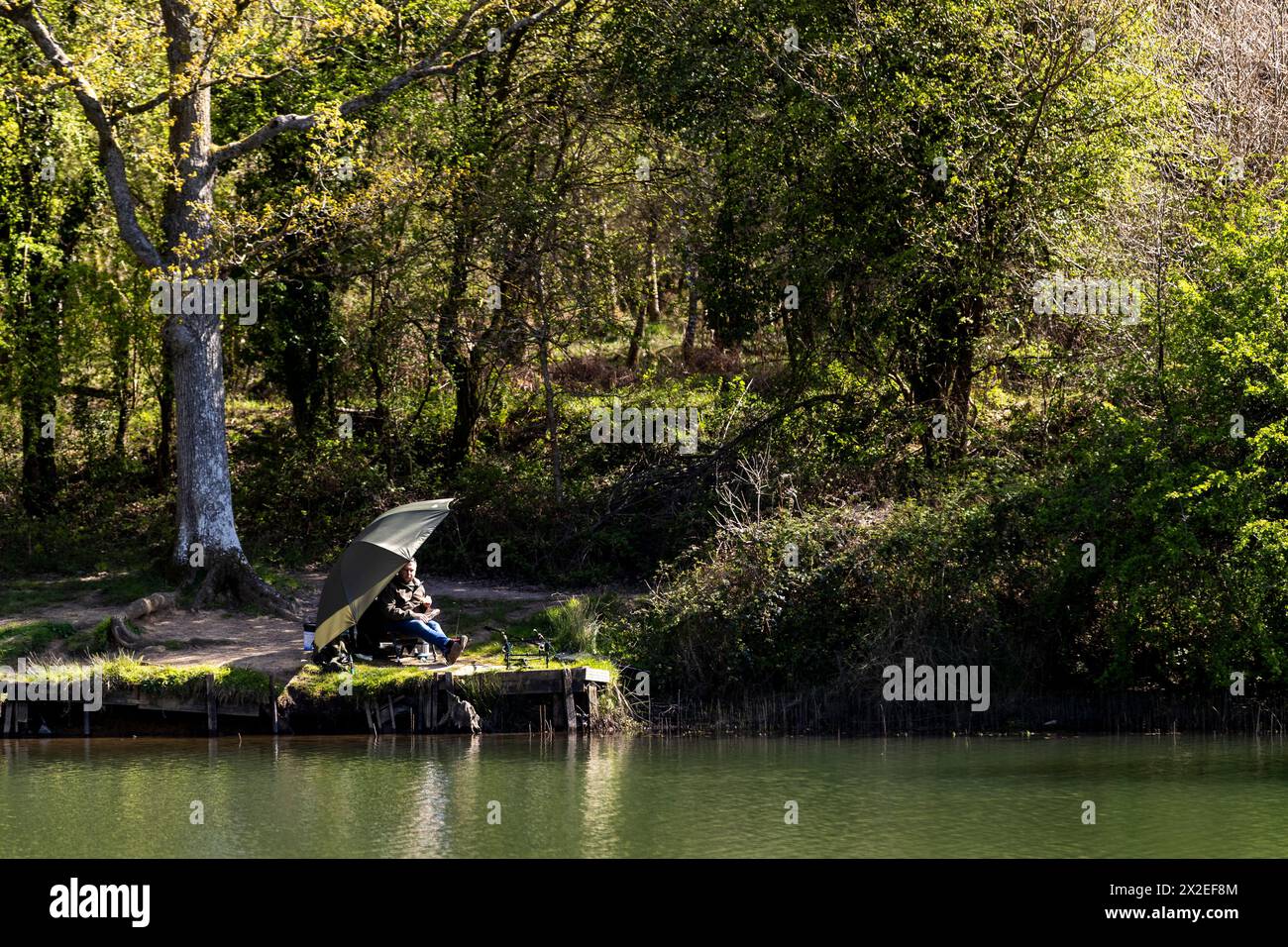 Cannop Ponds Spring, Forest of Dean, Gloucestershire Stock Photo - Alamy