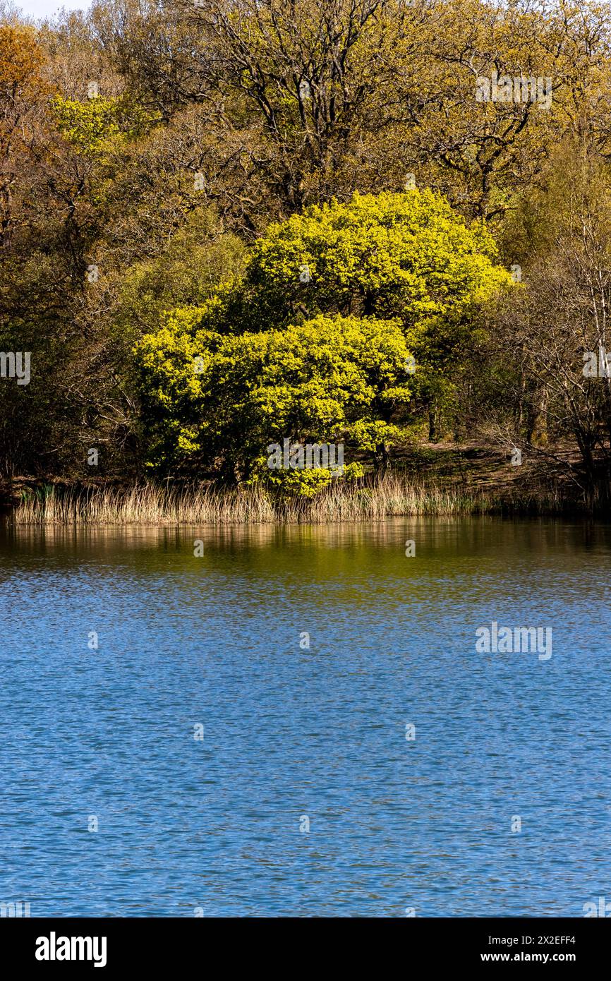 Spring time Oak tree green at Cannop Ponds Spring, Forest of Dean ...