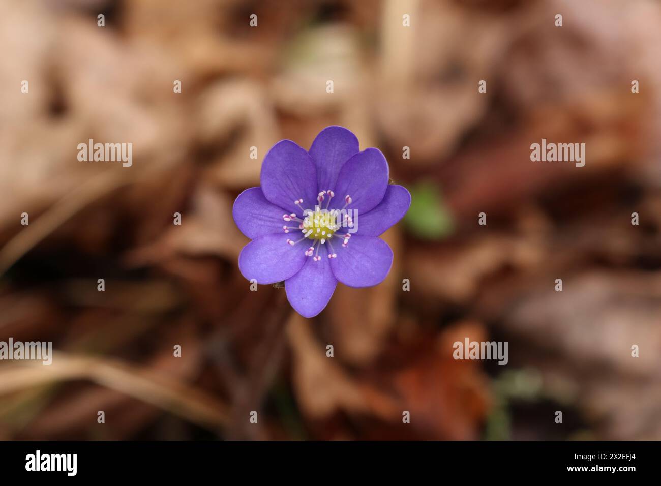 Hepatica flower in forest hi-res stock photography and images - Alamy
