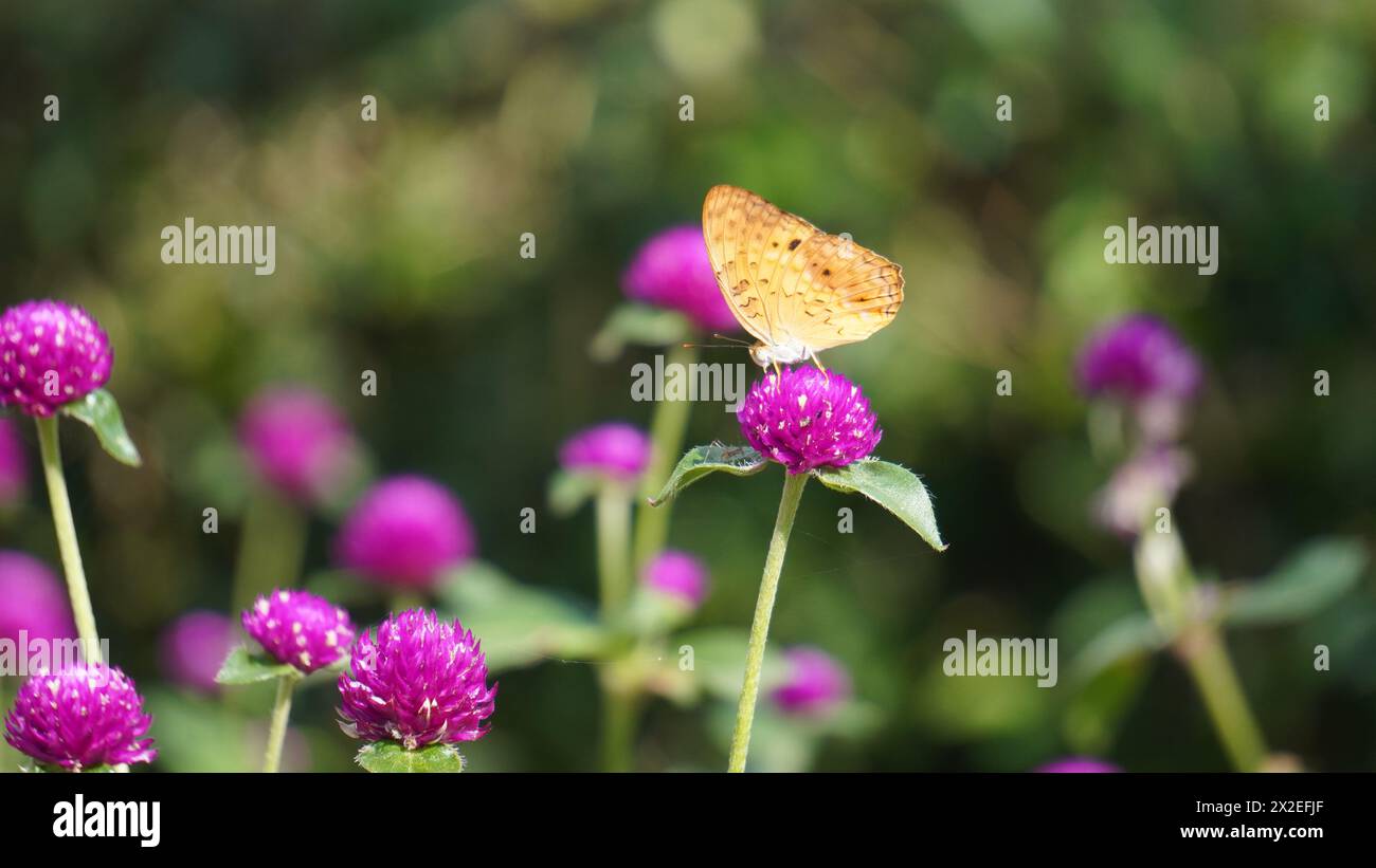 Viral flower hi-res stock photography and images - Alamy