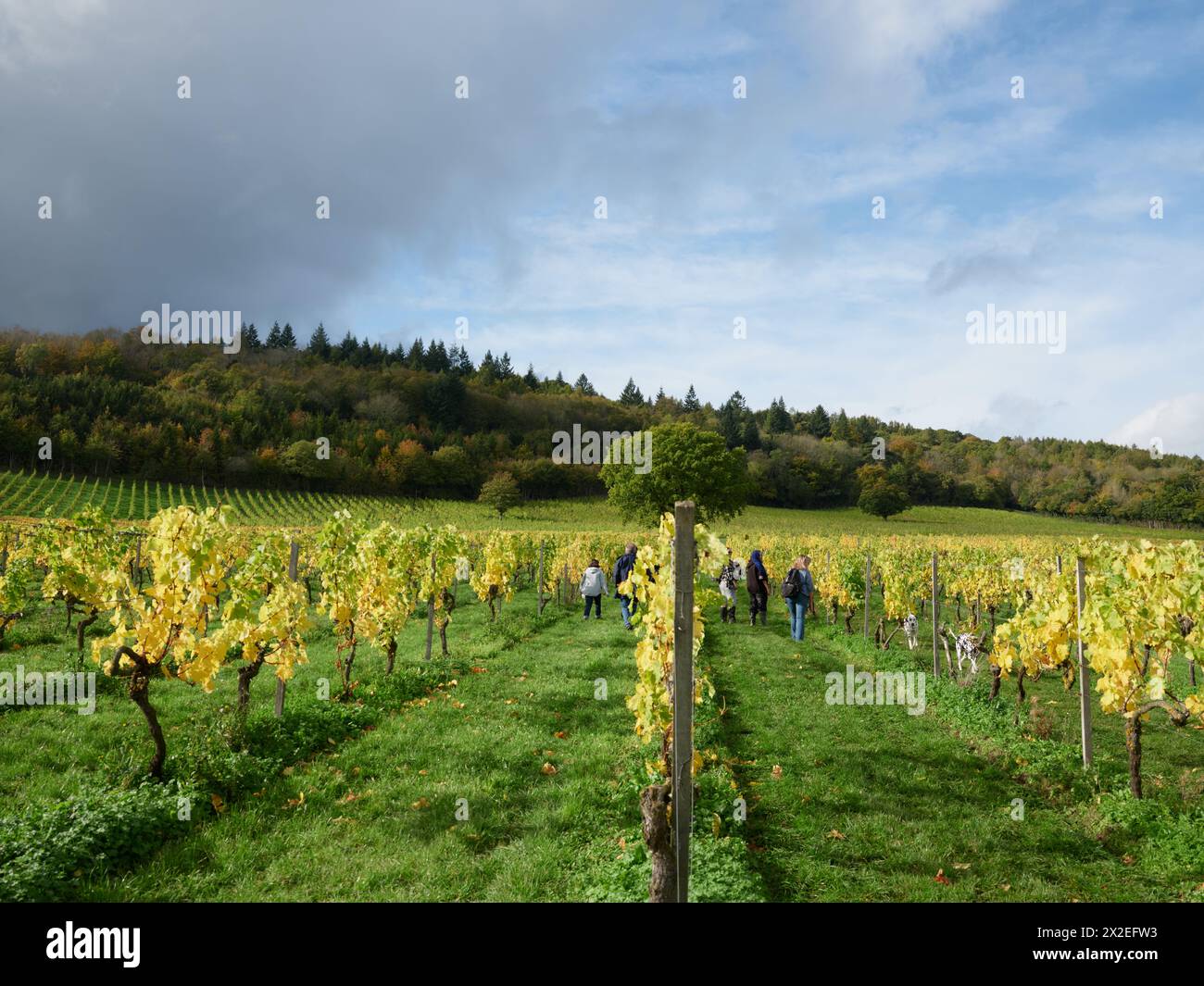 Visitors enjoying the autumn colours and vine North Downs landscape of ...