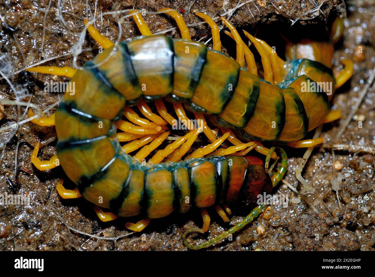 Centipede (Scolopendra sp.) in Paredes de Escalona, Toledo, Spain Stock ...