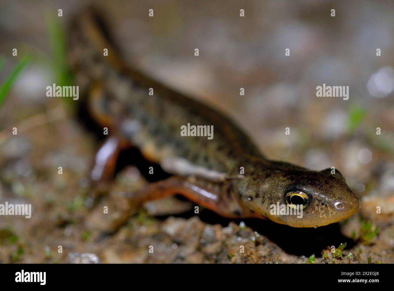 Iberian newt (Lissotriton boscai) in Poyales del Hoyo, Avila, Spain ...