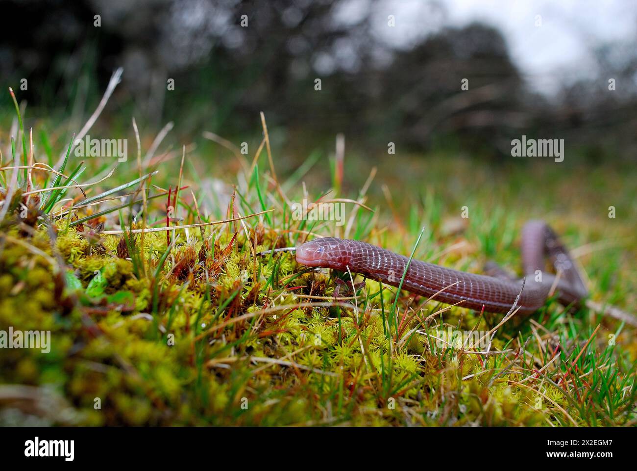 Iberian worm lizard (Blanus cinereus) in Cerceda, Madrid, Spain Stock ...