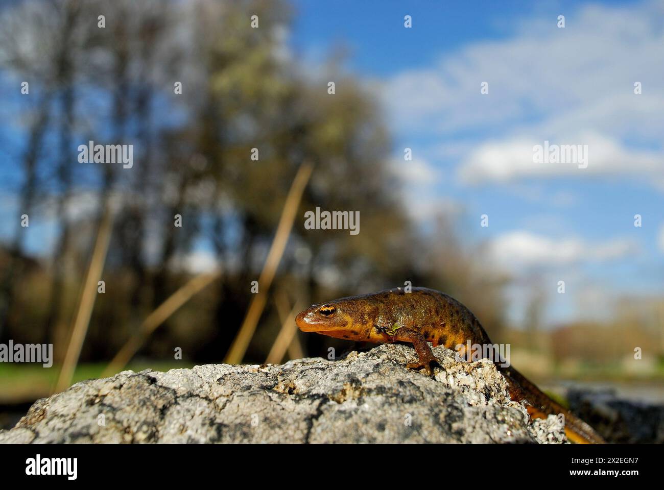 Iberian newt (Lissotriton boscai) in San Xoan de Rio, Ourense, Spain ...