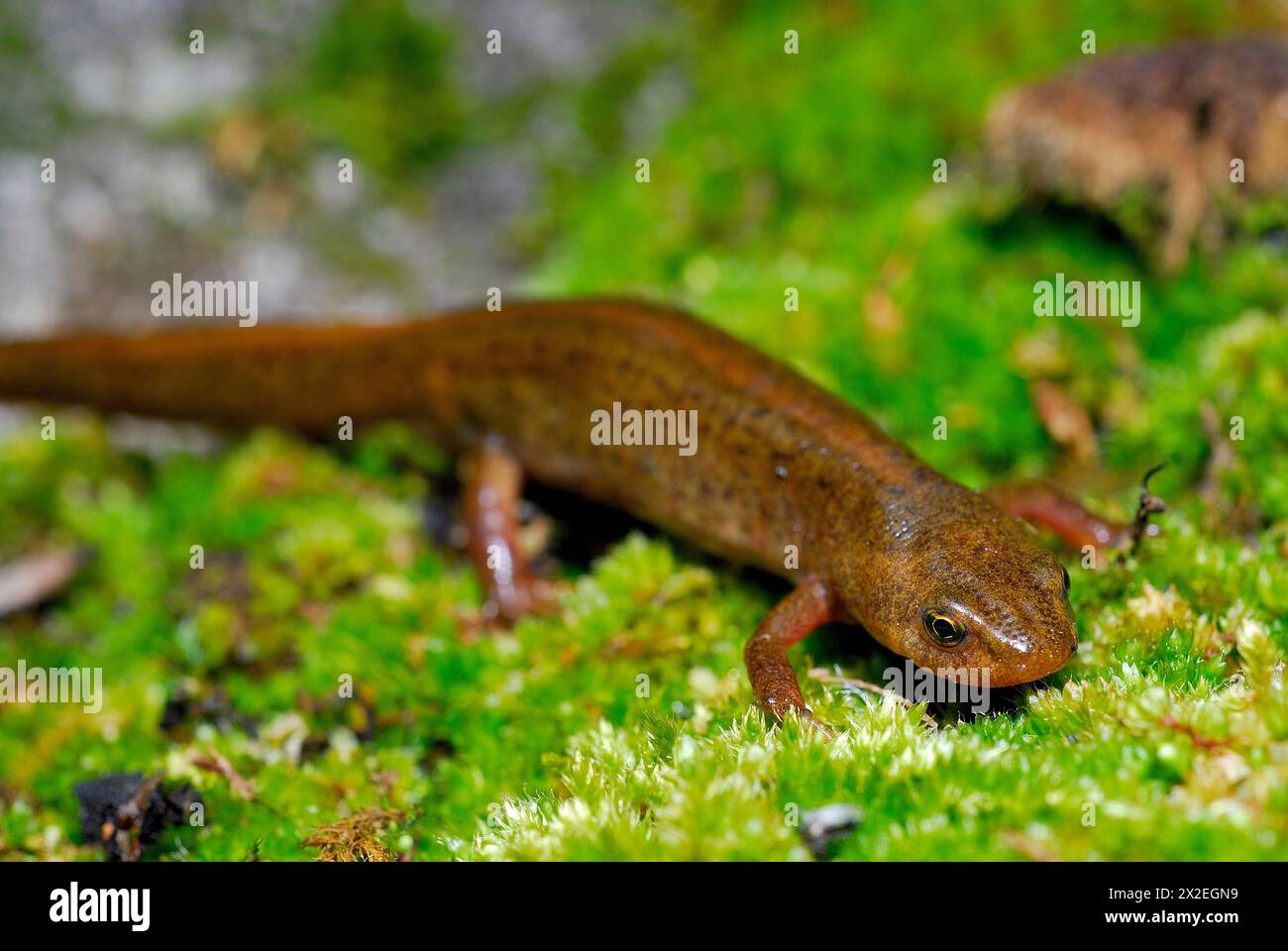 Iberian newt (Lissotriton boscai) in San Xoan de Rio, Ourense, Spain ...