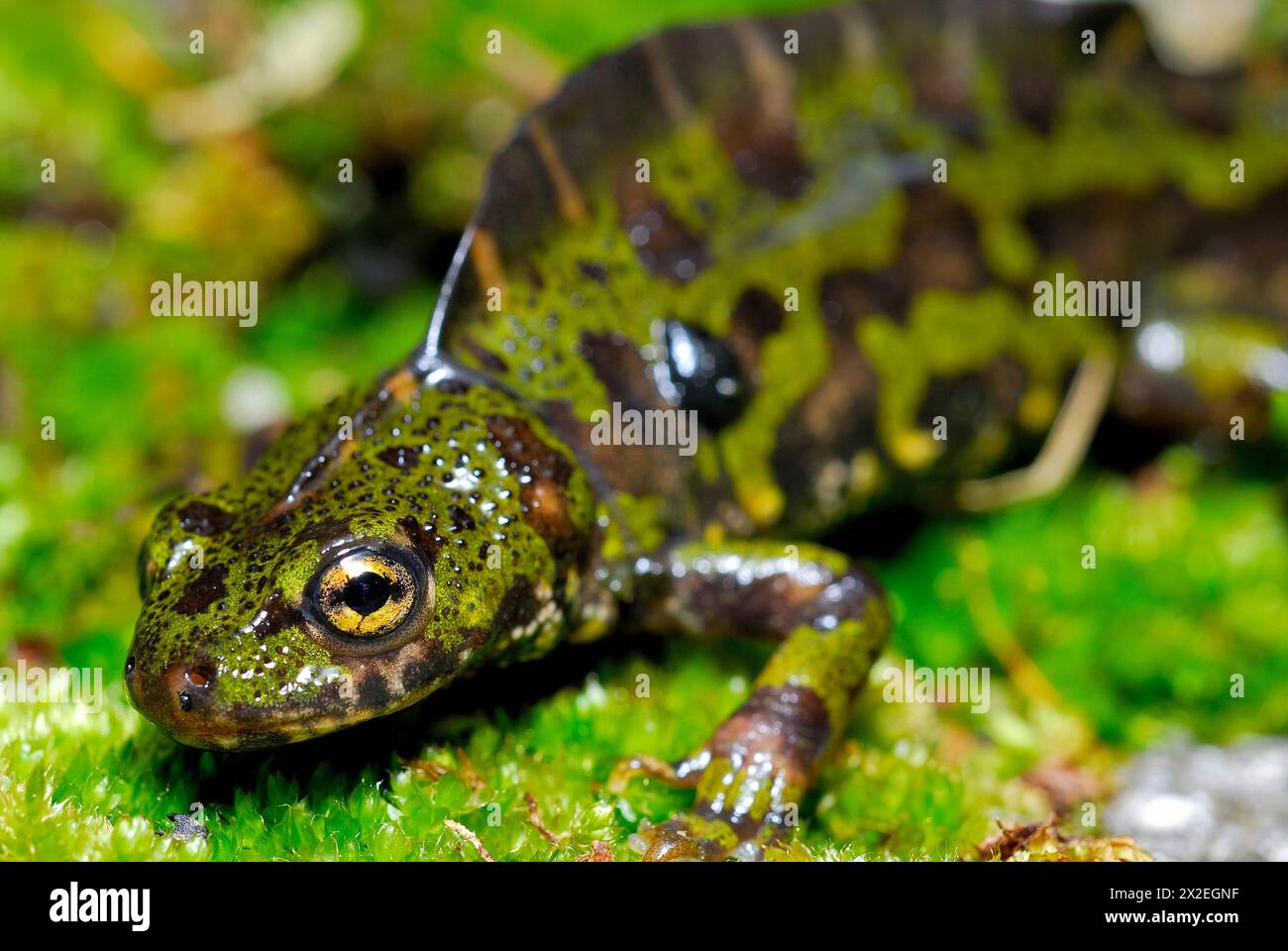 Marbled newt (Triturus marmoratus) in a pond of Mouruas, Ourense, Spain ...
