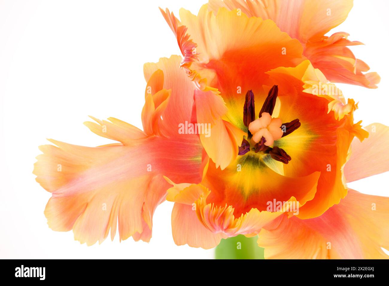 Amazing parrot. Parrot tulip open flower head isolated on white ...