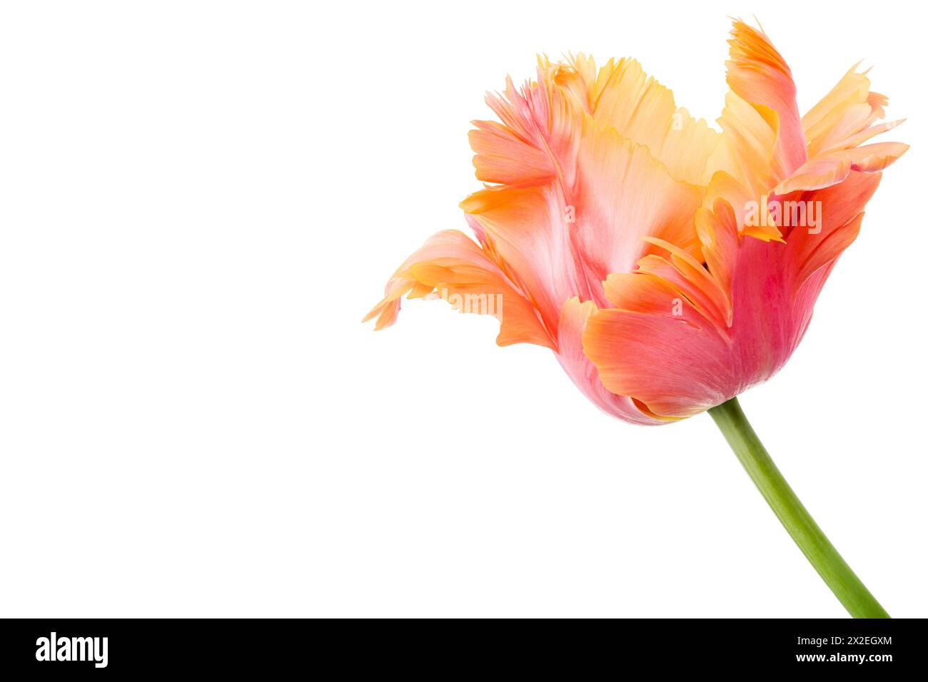 Amazing parrot. Pink and orange parrot tulip flower head isolated on ...