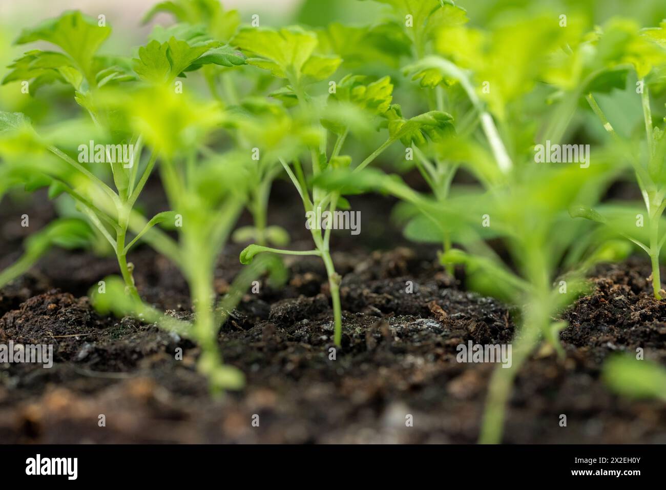 Feverfew seedlings in soil blocks. Soil blocking is a seed starting ...
