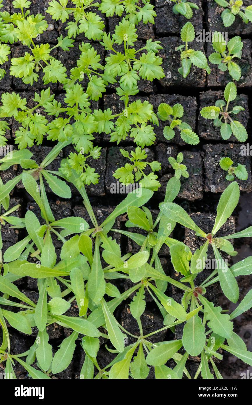 Flower seedlings growing in soil blocks. Soil blocking is a seed ...