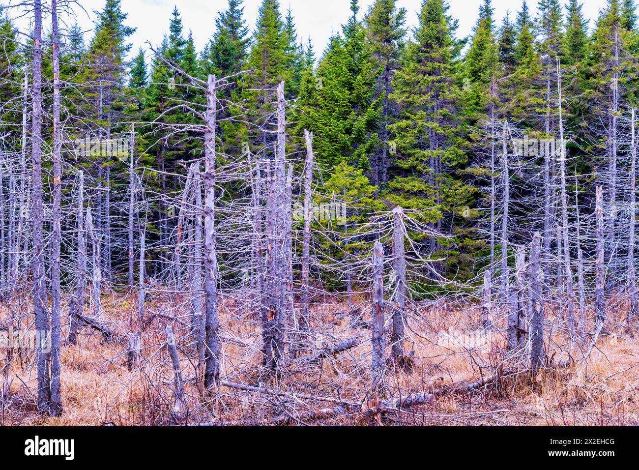 Dead Trees in Swamp - various Stock Photo - Alamy