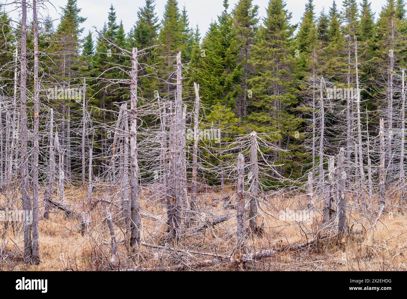 Dead Trees in Swamp - various Stock Photo - Alamy