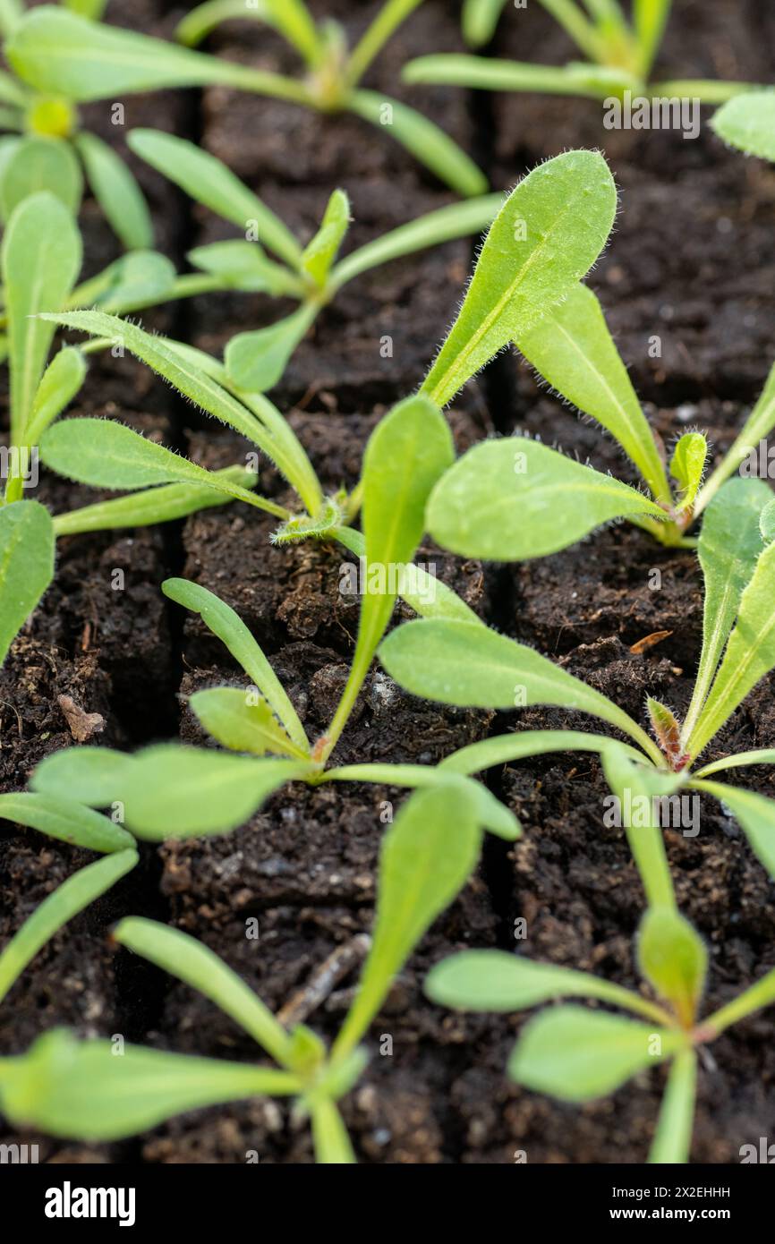 Statice seedlings in soil blocks. Soil blocking is a seed starting ...