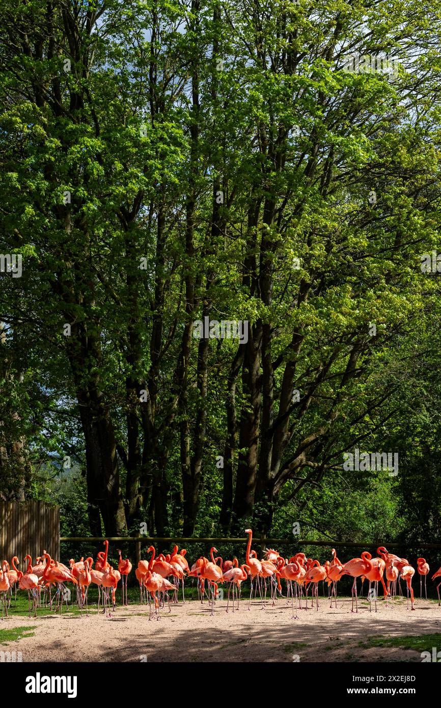 Caribbean flamingo flock enjoying the Spring sunshine. Spring at ...