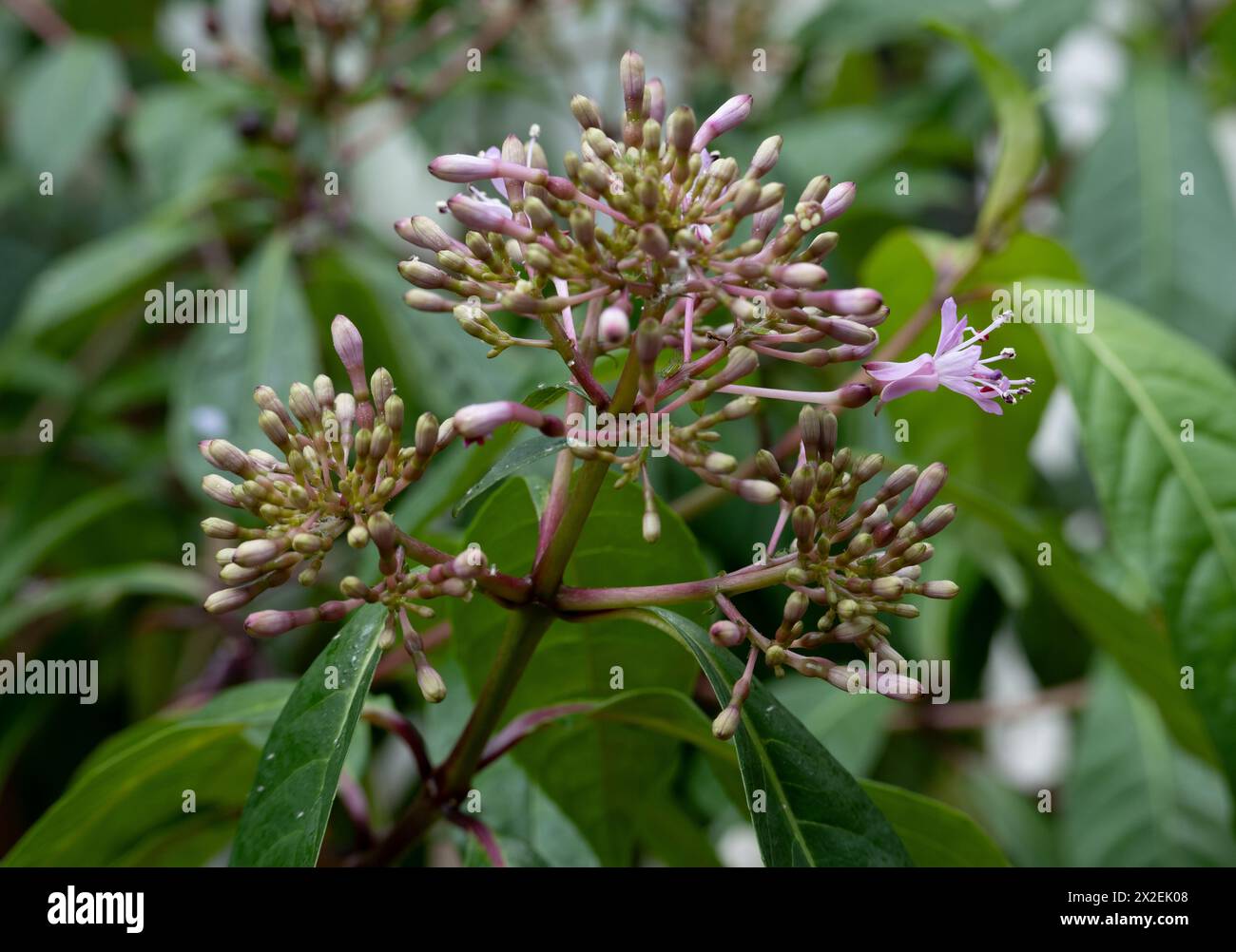 Fuchsia arborescens hi-res stock photography and images - Alamy