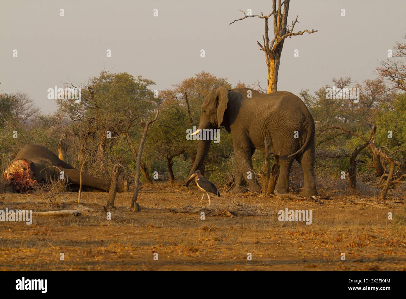 Dead elephant sad hi-res stock photography and images - Alamy