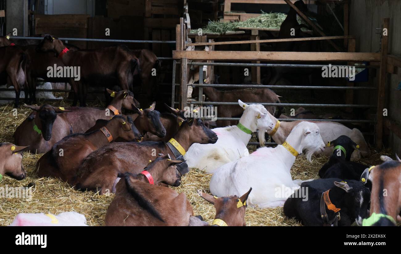 Goat farm, Les Confins, Haute-Savoie, AURA Region, France Stock Photo ...