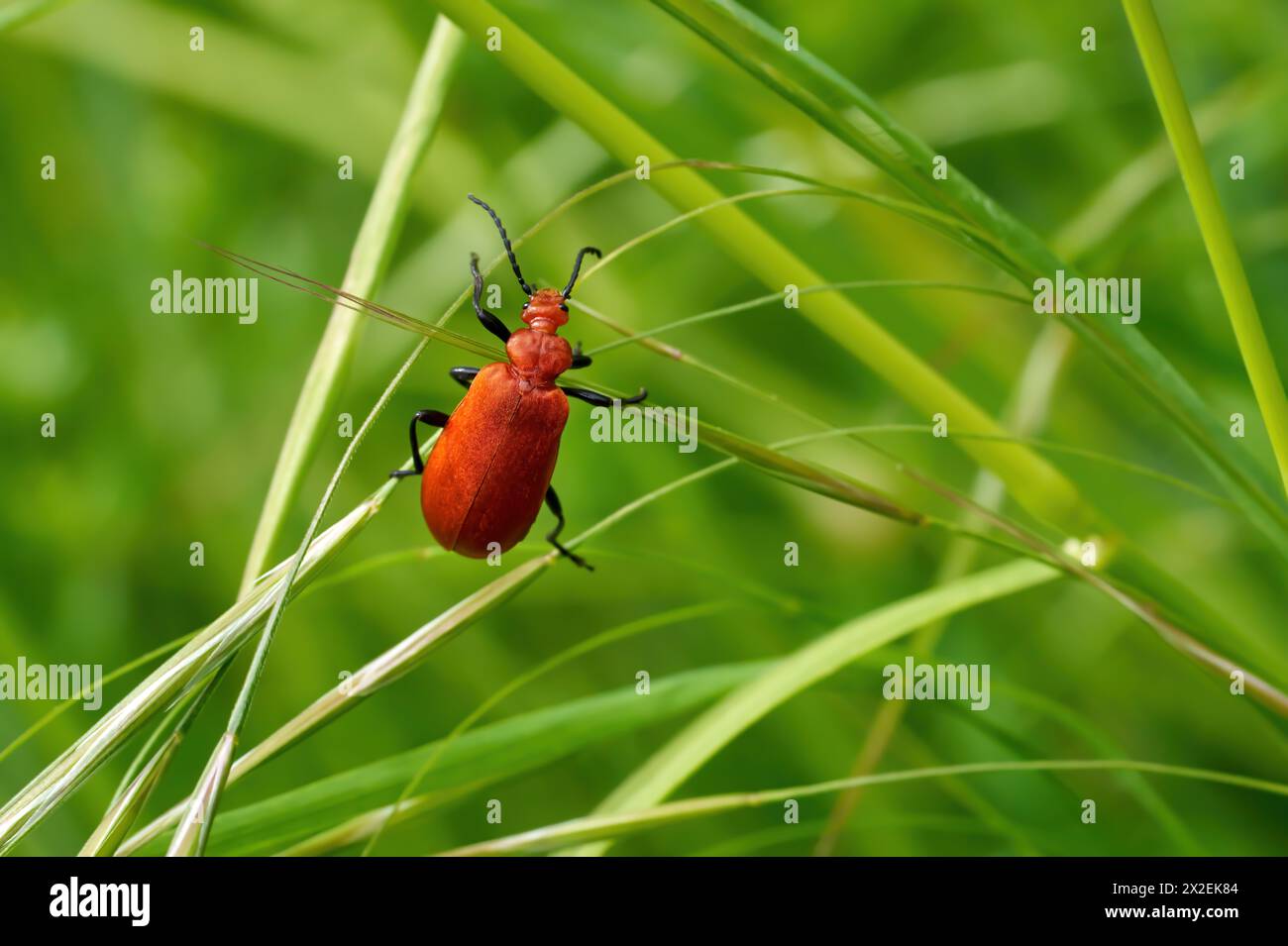Red-headed Cardinal Beetle (Pyrochroa serraticornis) female crawling on ...