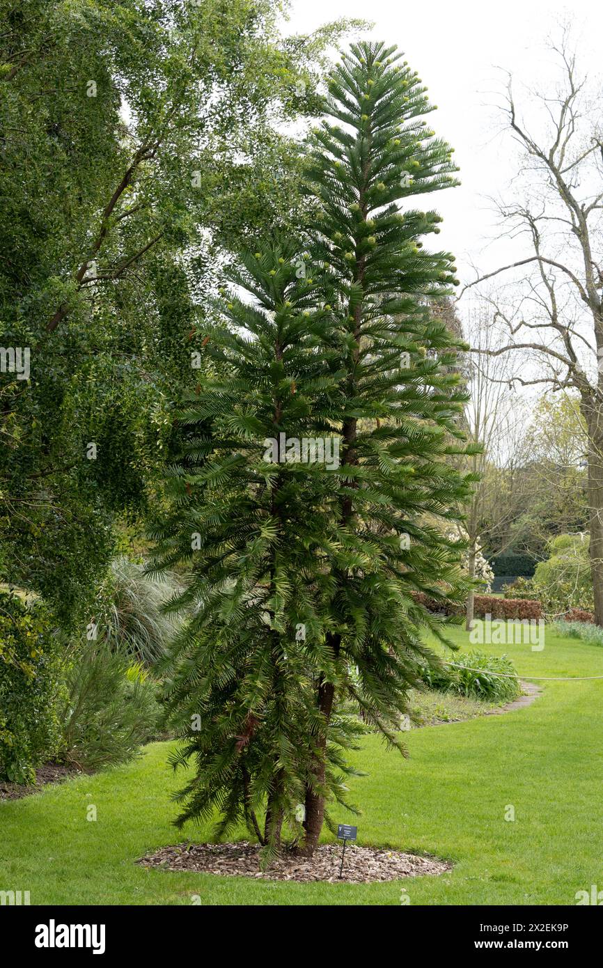 Wollemia nobilis (Wollemi Pine Stock Photo - Alamy