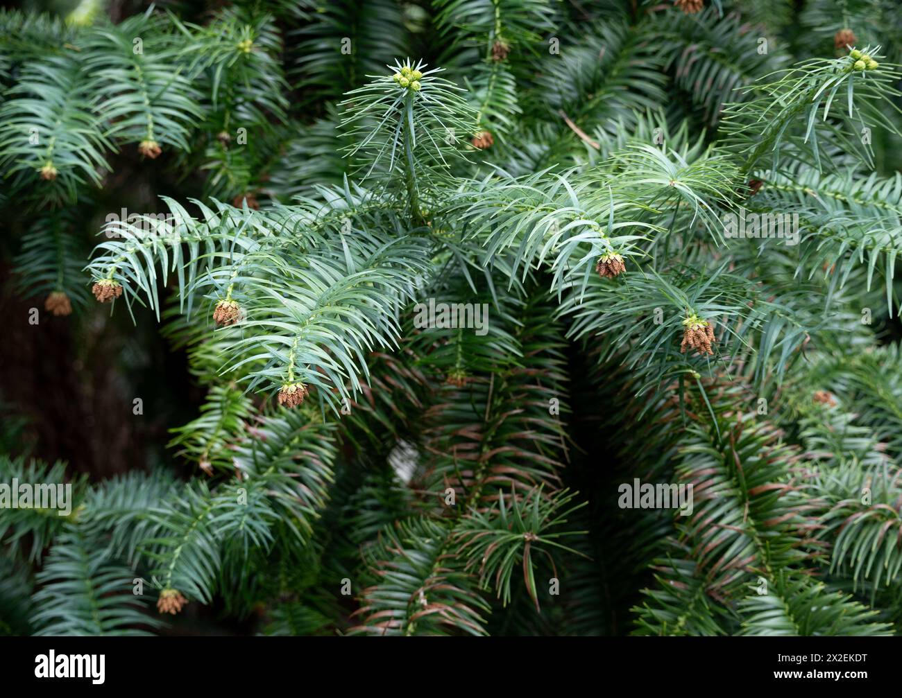 Cunninghamia lanceolata "Glauca Stock Photo - Alamy