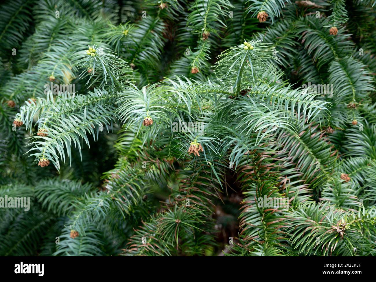 Cunninghamia lanceolata "Glauca Stock Photo - Alamy