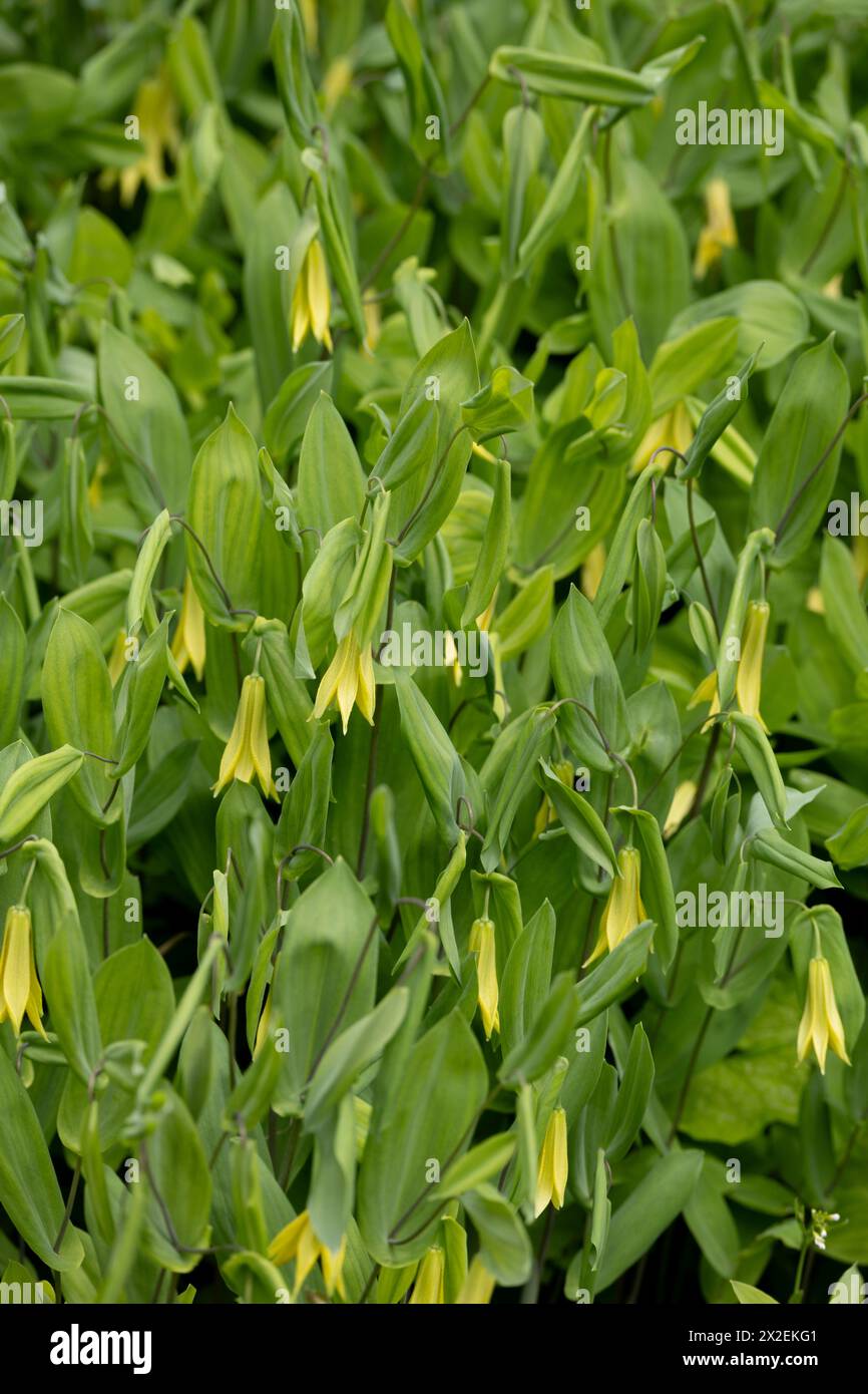 Merrybells hi-res stock photography and images - Alamy