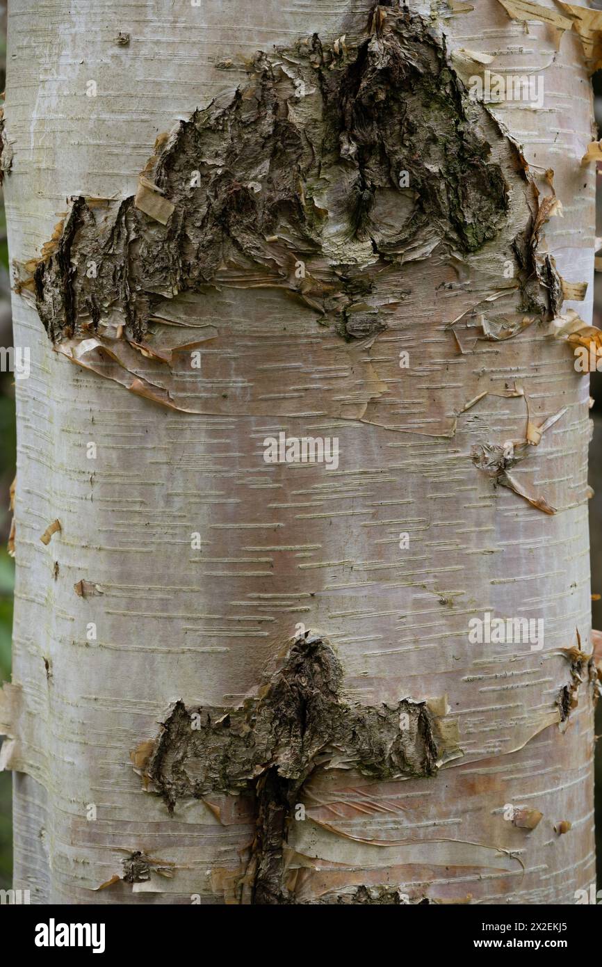 Asian black birch hi-res stock photography and images - Alamy
