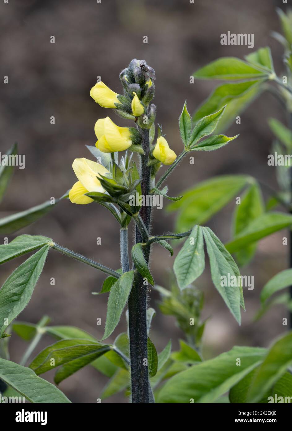 Thermopsis thermopsis lanceolata hi-res stock photography and images ...