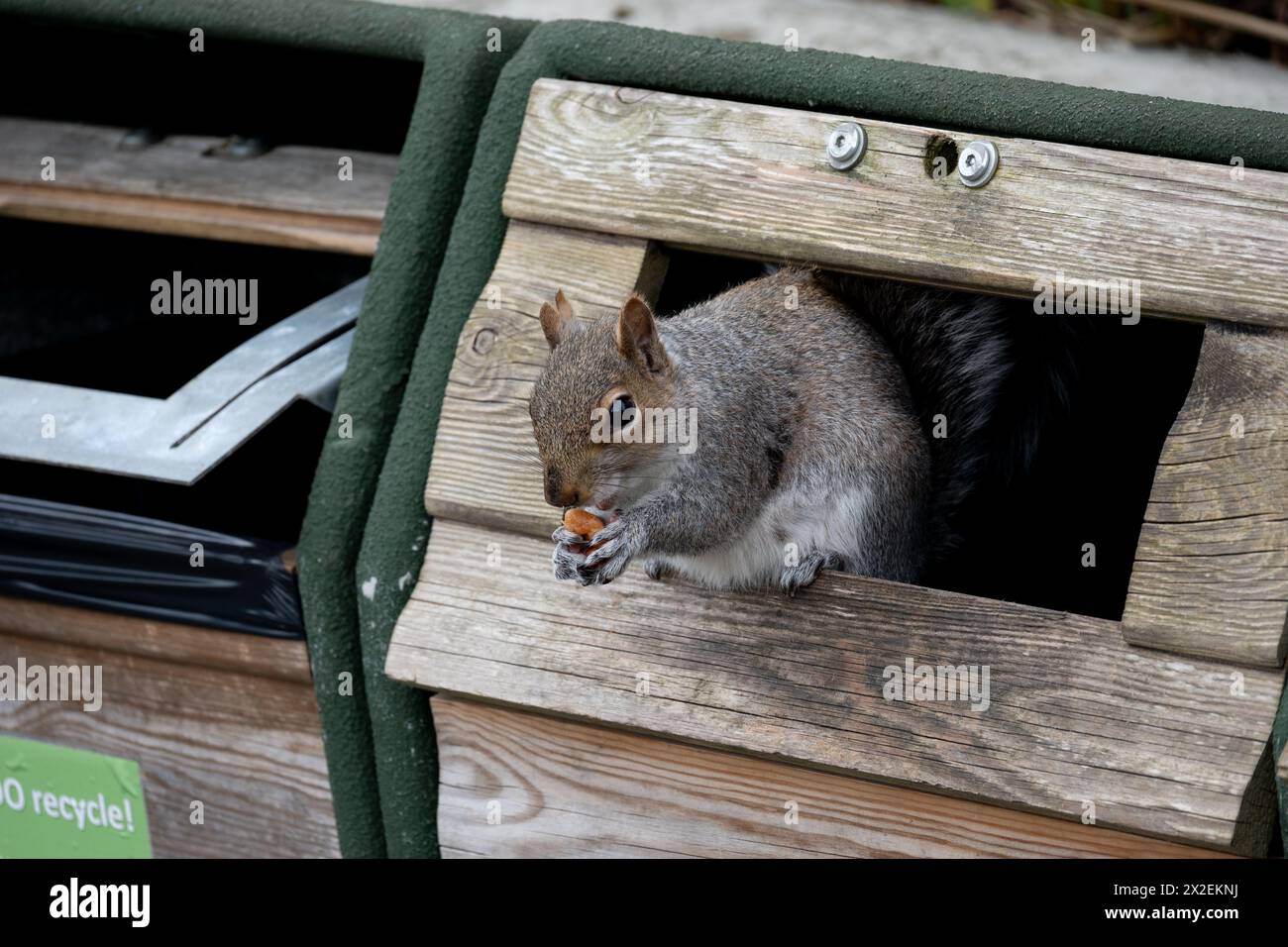 Squirrel bin hi-res stock photography and images - Alamy