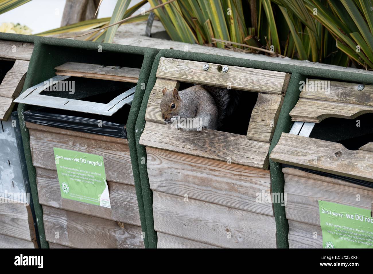 Squirrel bin hi-res stock photography and images - Alamy