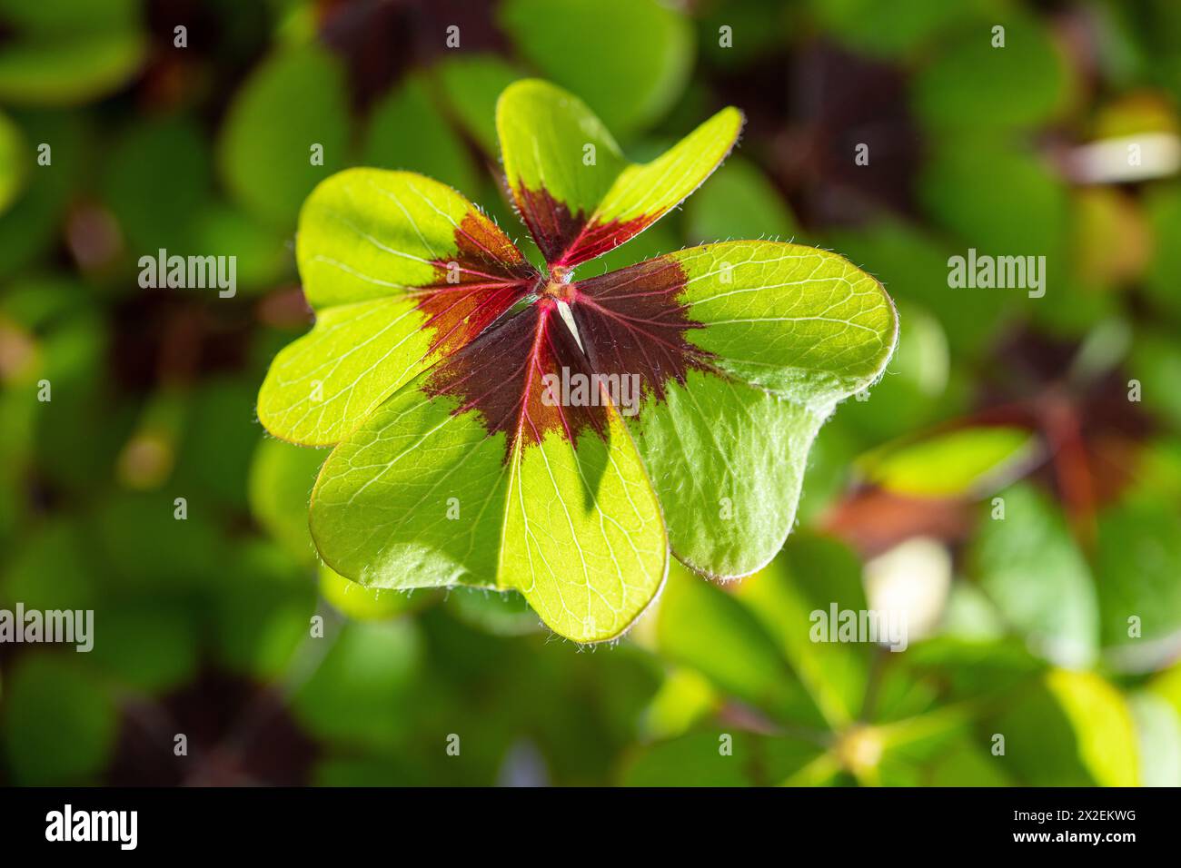 Flukey clover leaf hi-res stock photography and images - Alamy